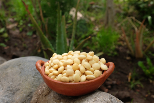 EL TARWI CONTIENE DIEZ VECES MÁS CALCIO QUE LA LECHE