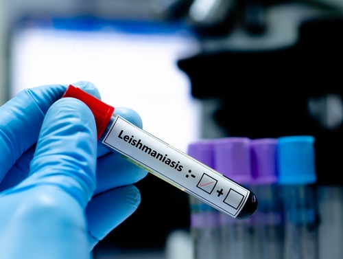 El mosquito flebótomo que transmite leishmaniasis prolifera con las lluvias
